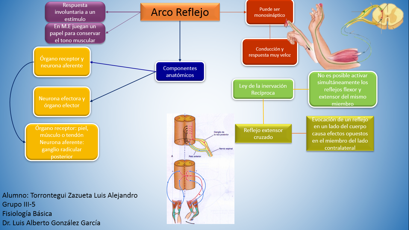 Fisiología Básica: Vías Descendentes de la Médula Espinal, Neurona ...