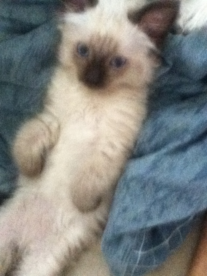 Siamese Cats Fluffy (NEW) | Siamese Cats And Kittens