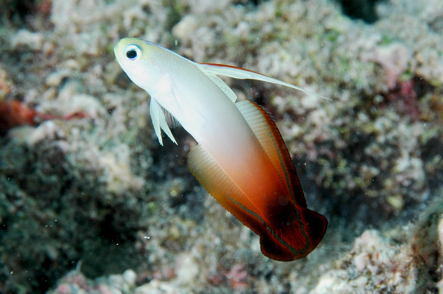 Dartfish - Fishes World - HD Images & Free Photos