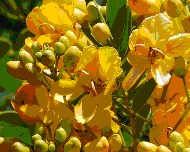 Vivero de Árboles Nativos: Quebracho