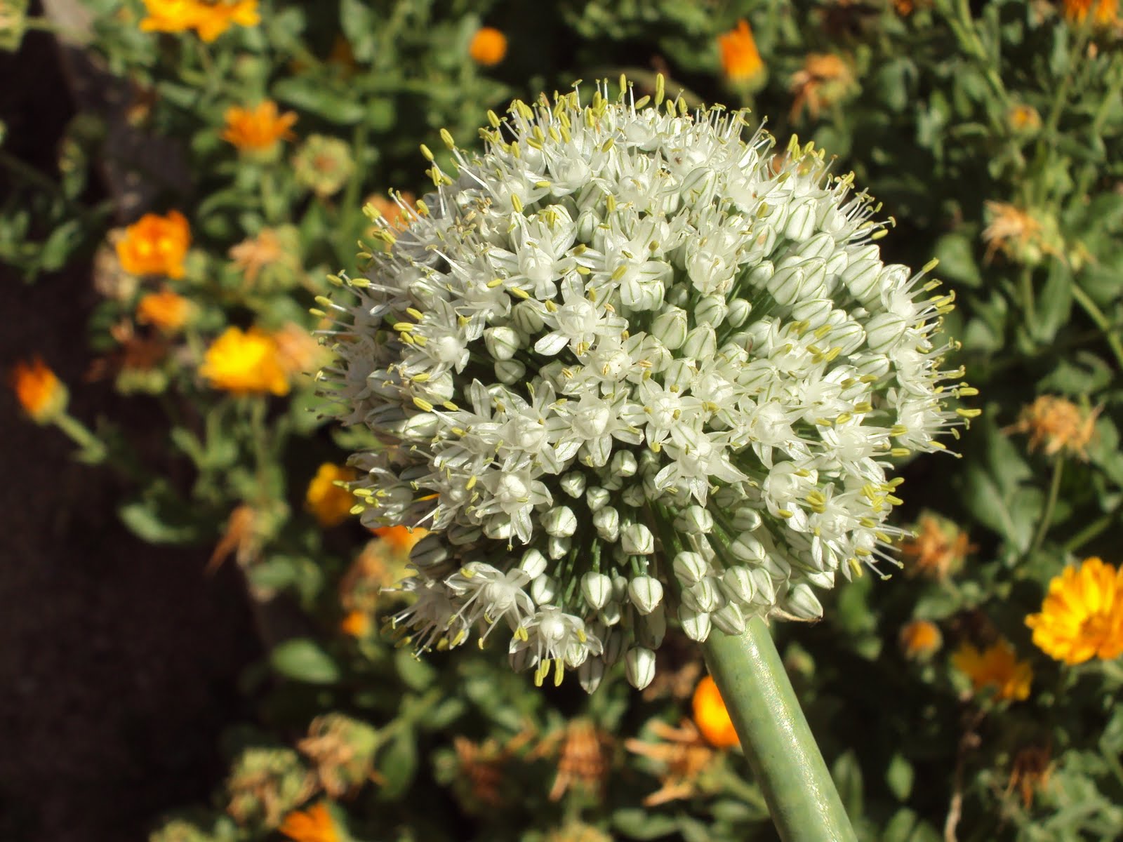 VUELVE EL PULGÓN | En torno al huerto.