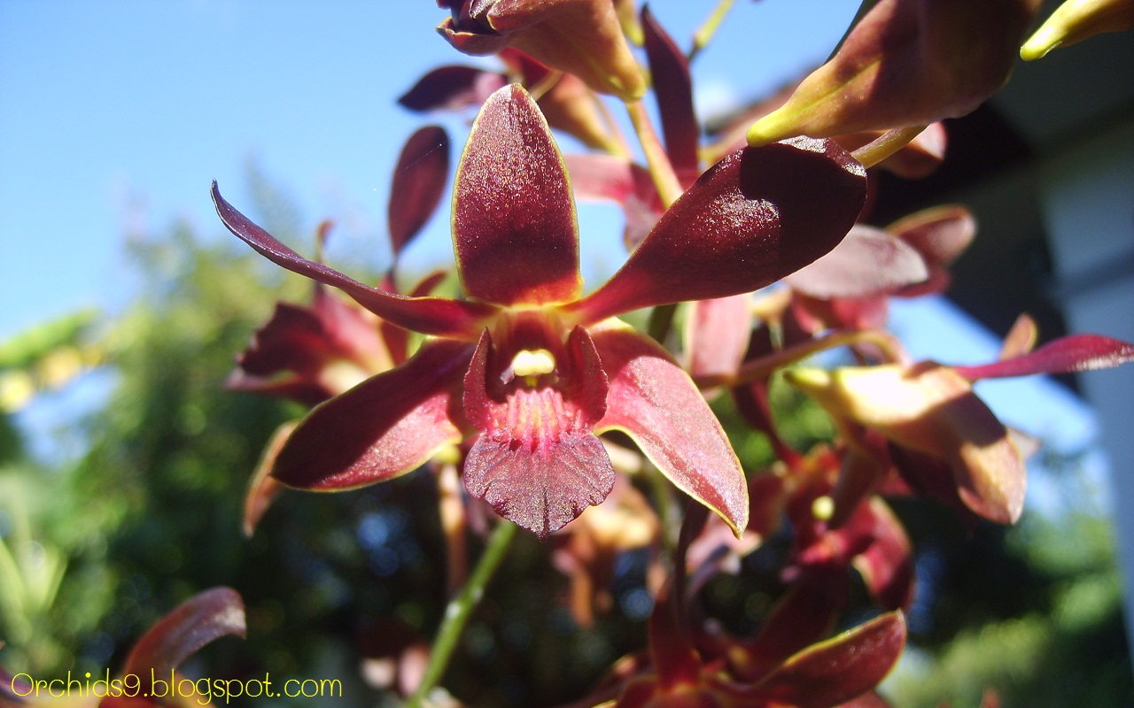 Orchids Flowers Pictures Bulbophyllum Vanda Cattleya Cymbidium ...