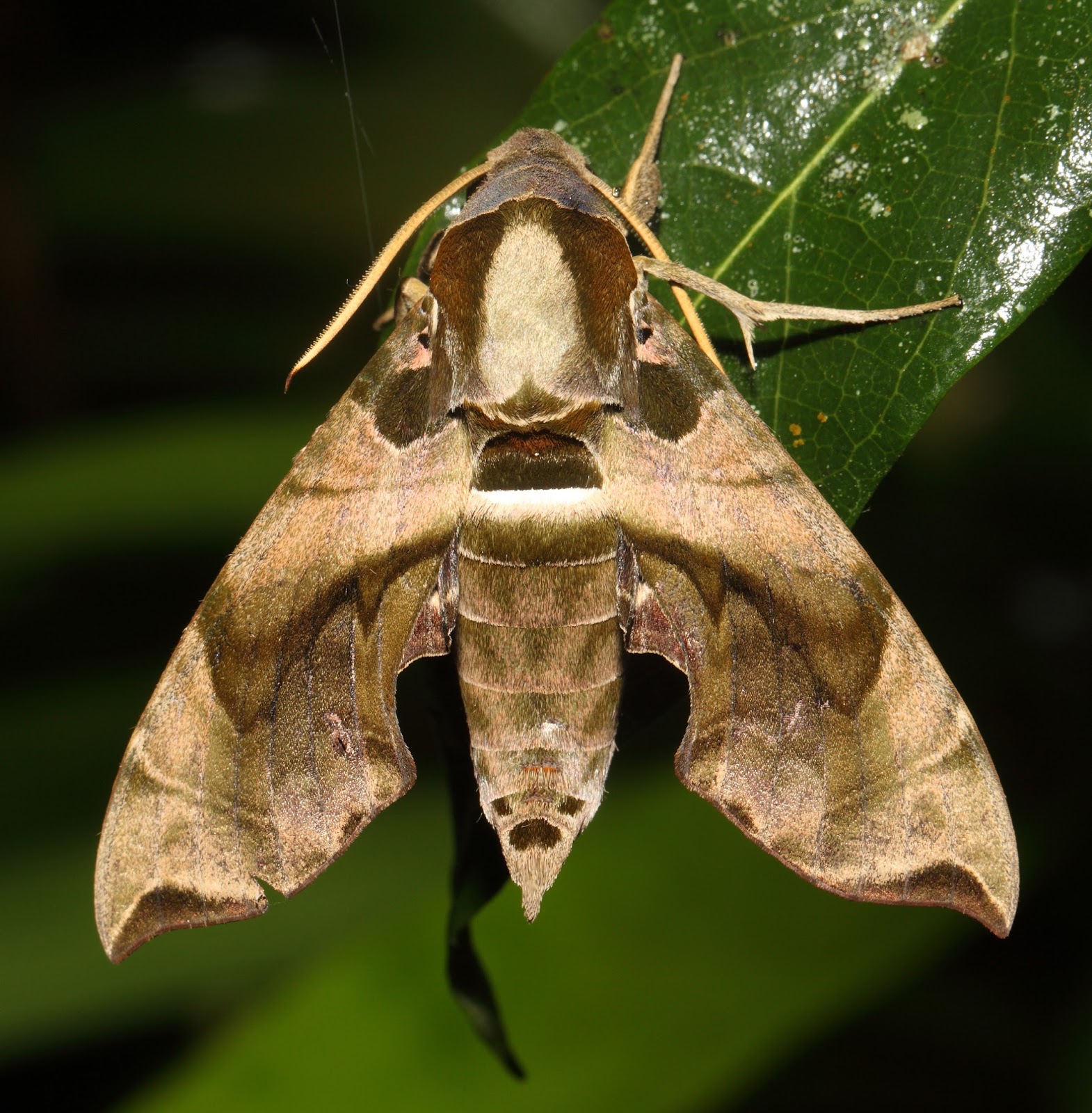 BunyipCo: April 2018