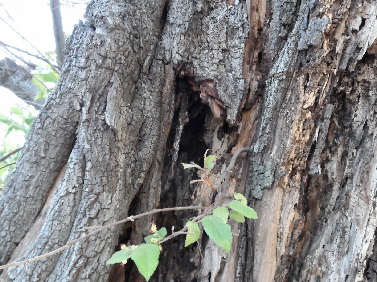 Ernesto Guerra: El espectacular árbol de guásimo