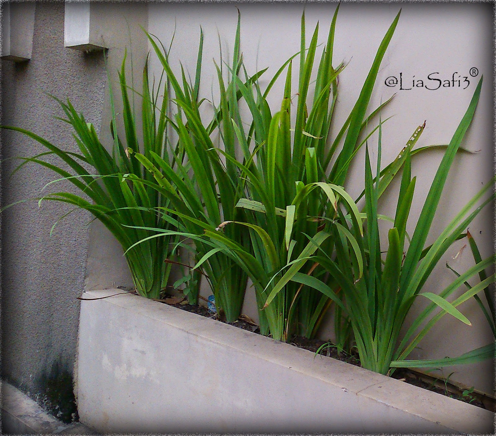 Iris (Trimeza caribaea) | GUIDENESIA