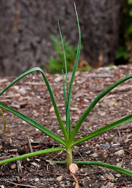 Garlic Analecta: Growing Garlic From True Seed