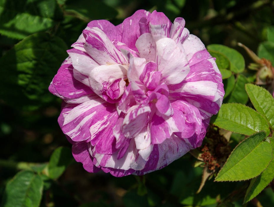 Promesse de roses: Les roses anciennes panachées