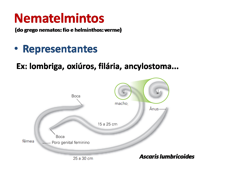 Biologia: Nematelmintos