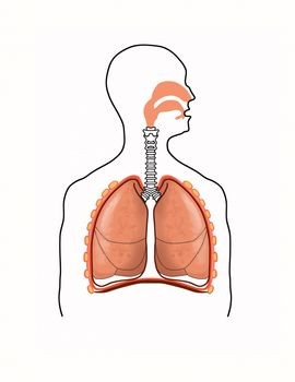Doctors Gates: Types of respiratory pattern of breathing