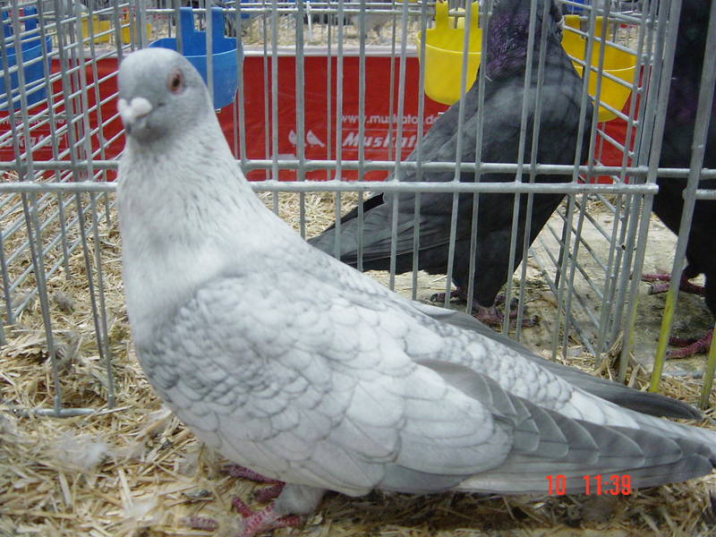 Syrian swift pigeons - Pigeons fall