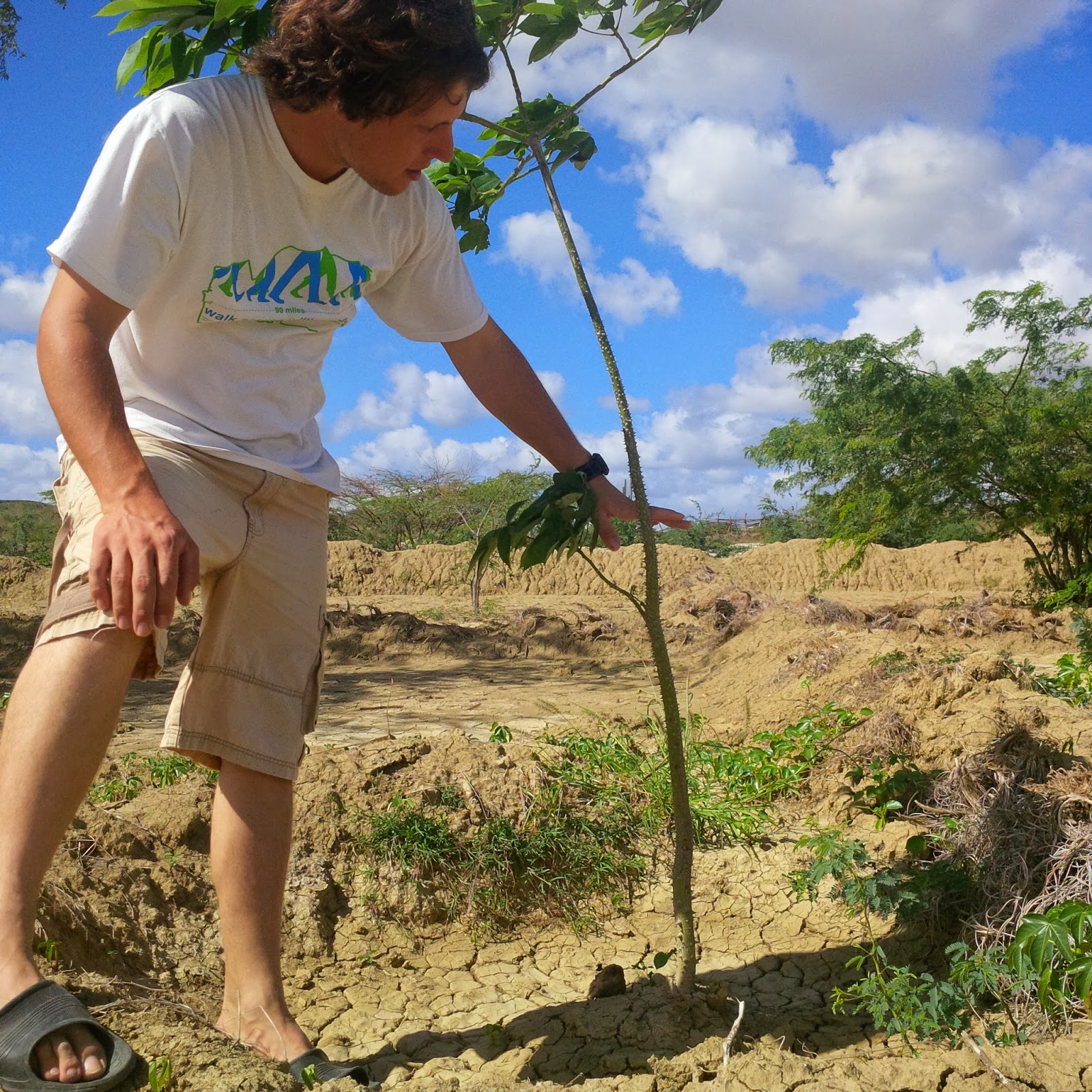 Samuel`s Trees: Check this out!