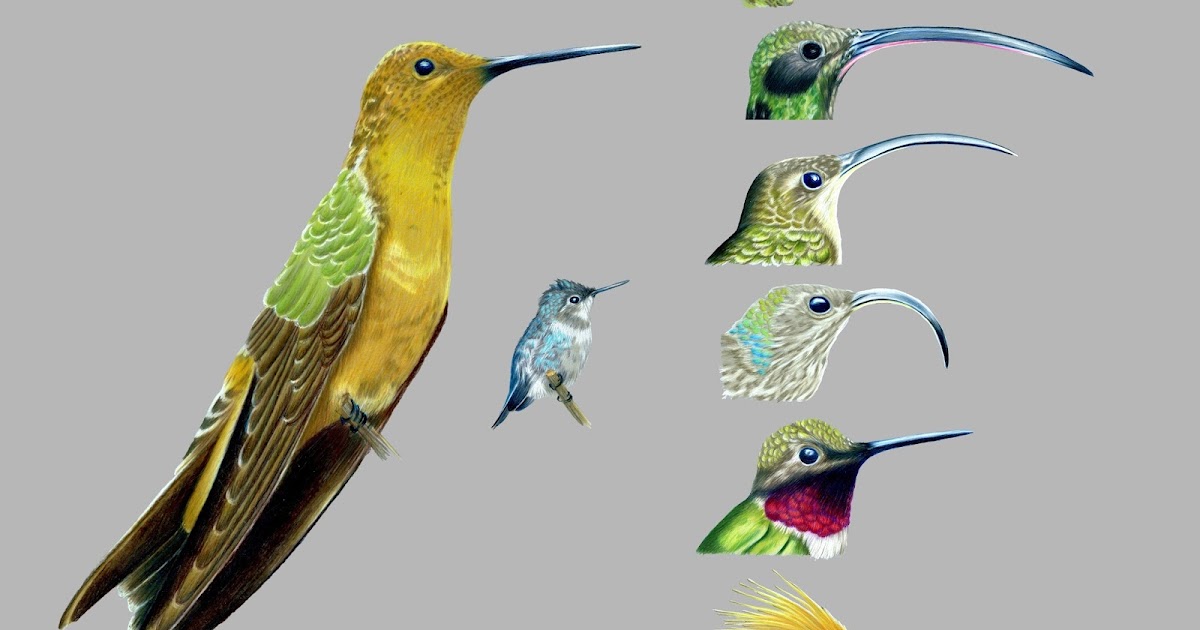 Hummingbirds and its beaks - Tiago Baptista Pereira