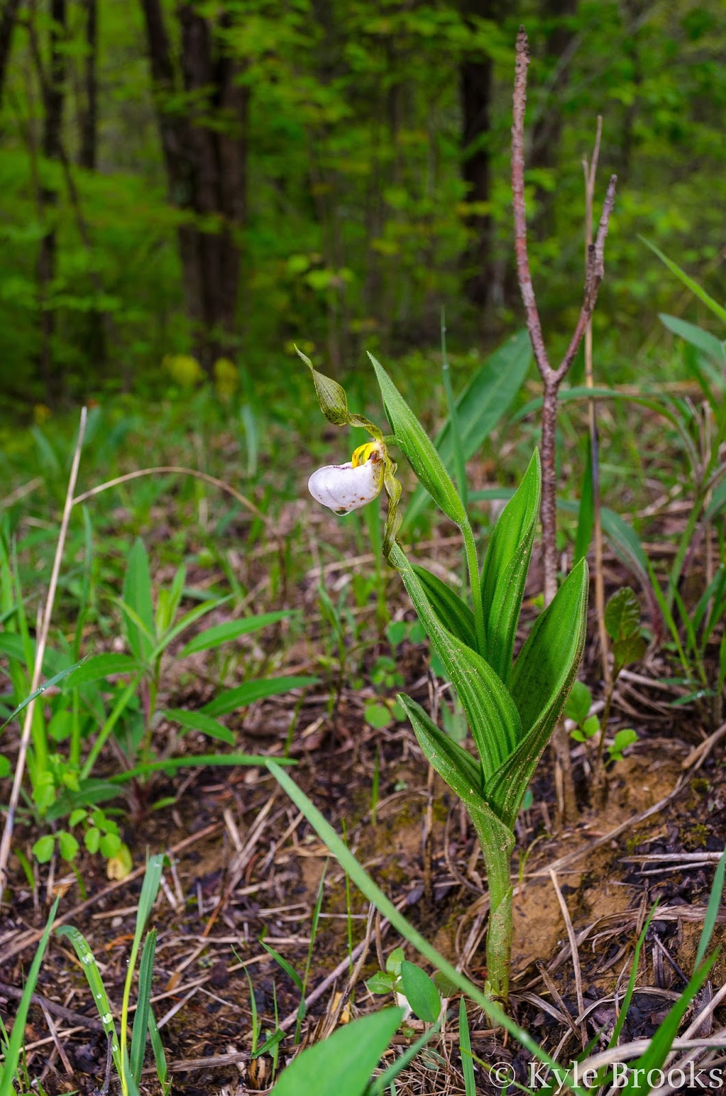 On the Subject of Nature: Six Orchids from Southern Ohio