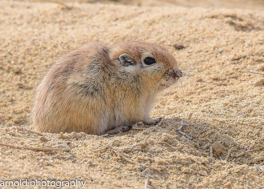 Birds of Saudi Arabia: 02/17