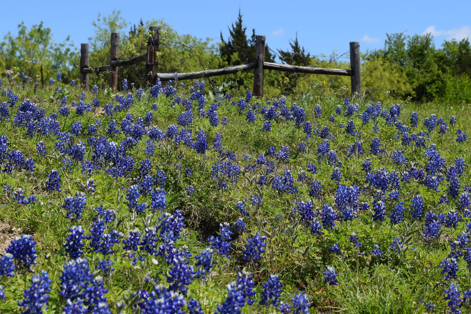 Travel for a Purpose: Texas—Visiting Ennis for Bluebonnet Trails ...