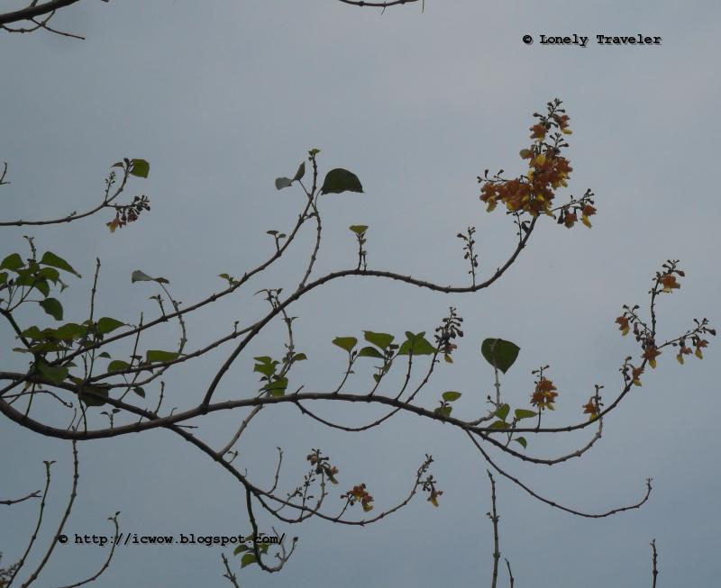 Gamar Ful(গামার ফুল) - Gmelina arborea