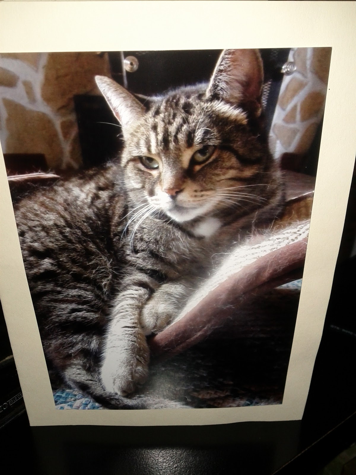 ewo kabeh: Thank You Deb At "Just Cats (In-Home Cat-Care)