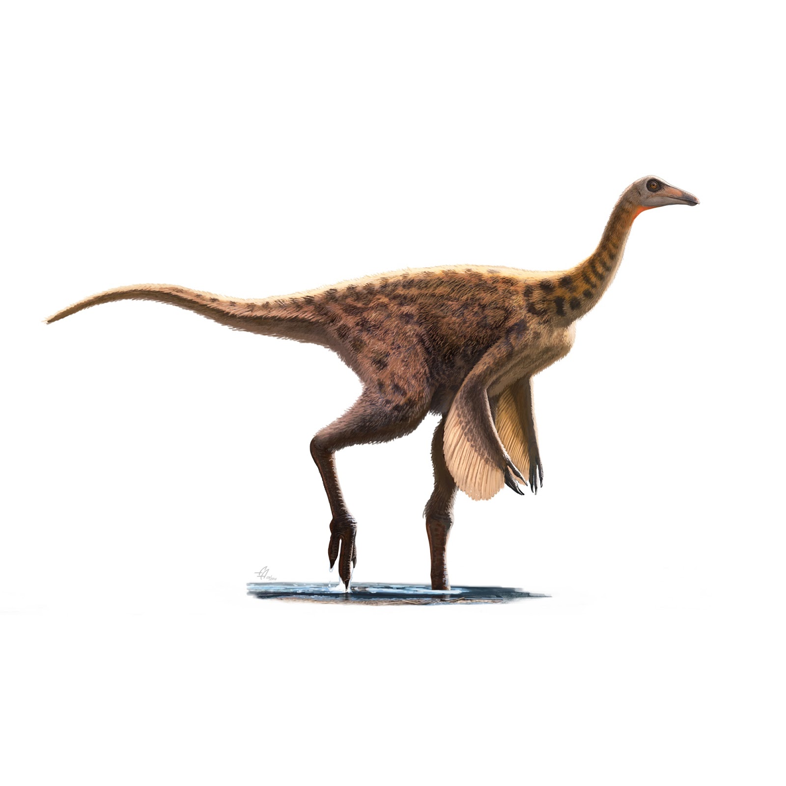 Species New to Science: [Paleontology • 2016] Rativates evadens • A New ...