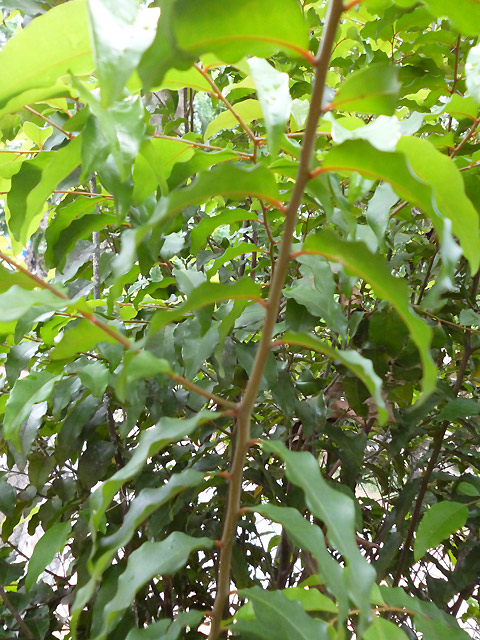 Olax Tree or Ceylon Crisp - Mella Kola | SL Flora