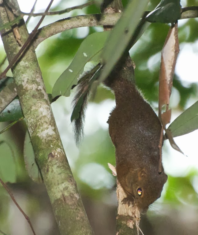 A Wandering Naturalist: Sarawak: A Good Day at Kubah