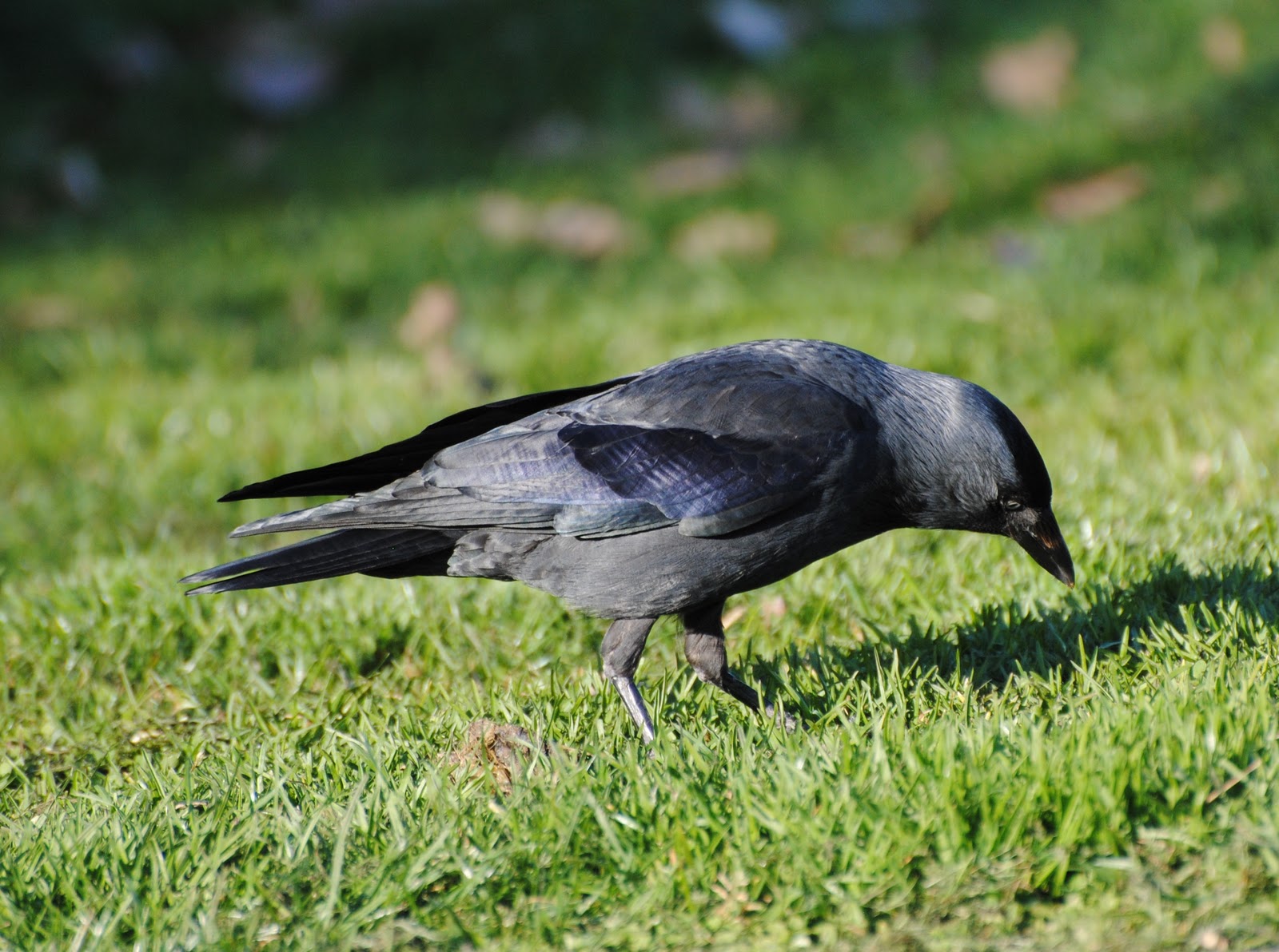 Waarneming van de dag!: Kauw