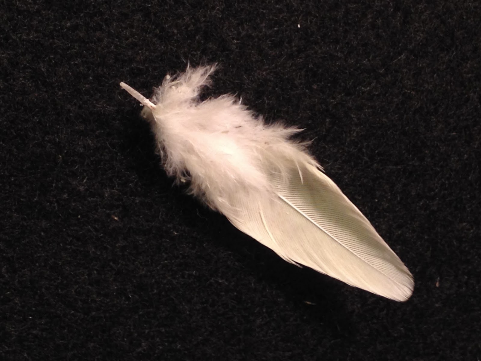 The Nature Geek: Feathers: Form Fits Function