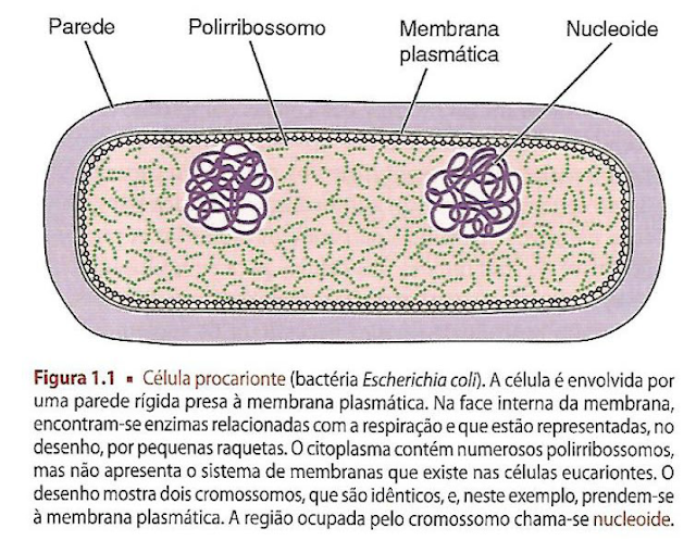 Células procariontes