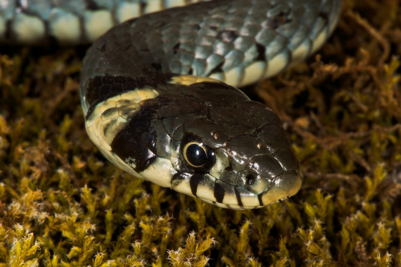 Roger Brendhagen: Buorm