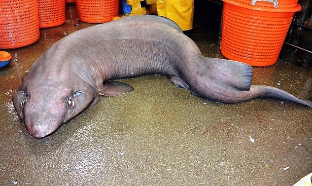 EKOGEO: JENIS-JENIS IKAN HIU DI INDONESIA