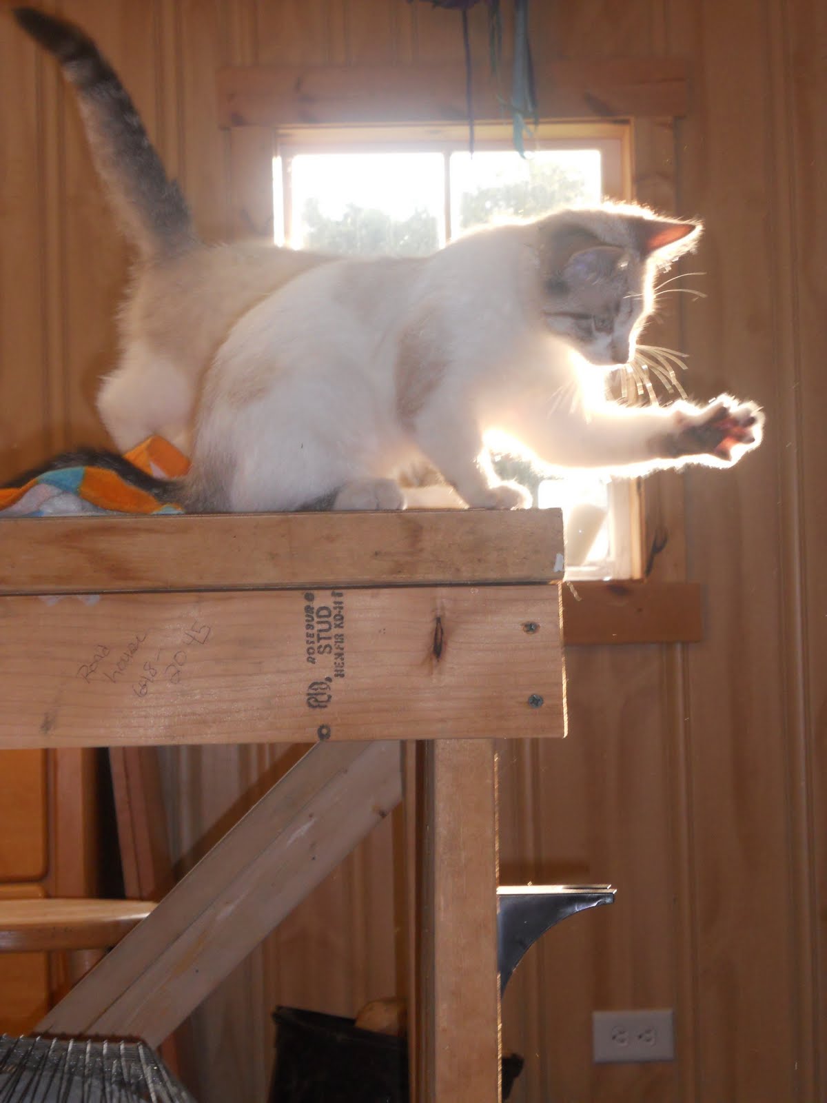 Untah's Farm: Little Baby Kittens