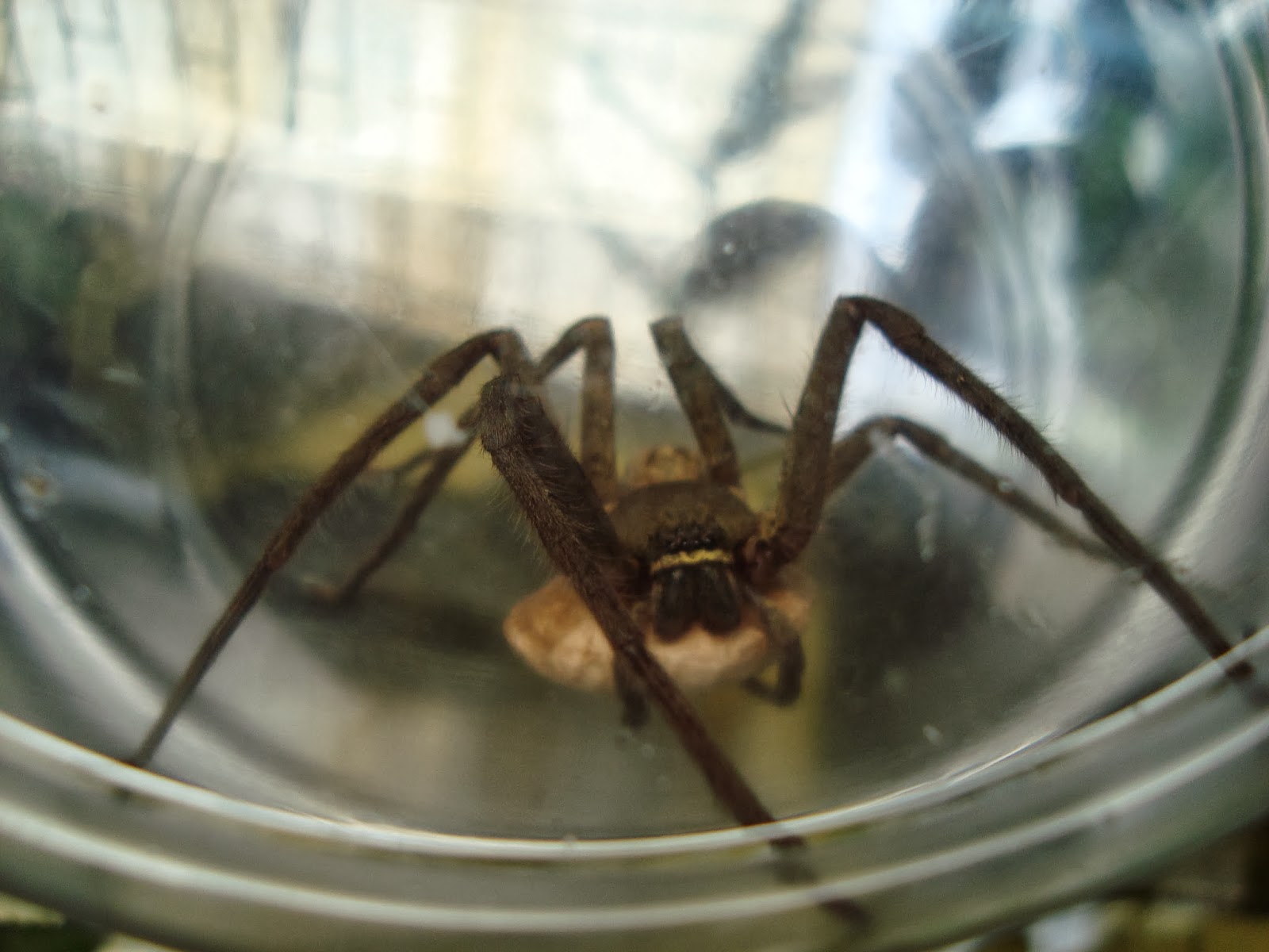 Naturalism - the Eighth Sense: Wolsey Spider - the friendly house spider
