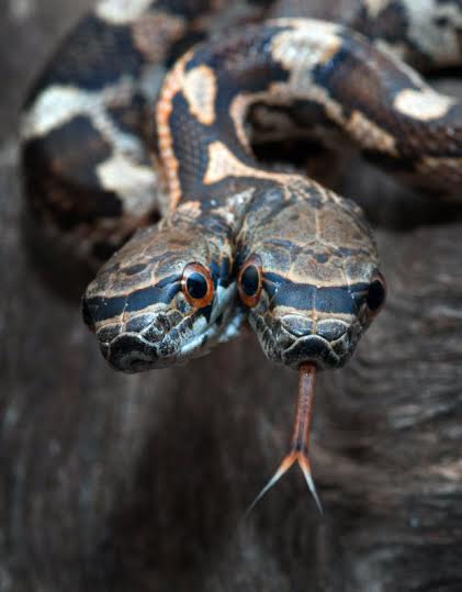 Photos: Snake born with two heads found in the USA | THE LIVE FEEDS