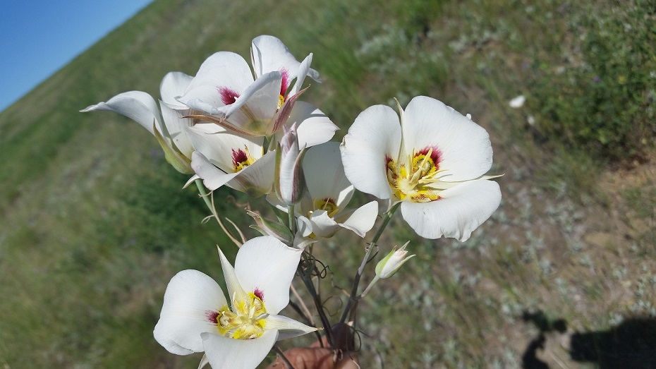 Gumbo Lily: Lilies of the field...