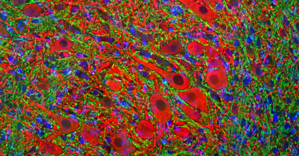 Neuromics: Neuromics New Neuronal Markers