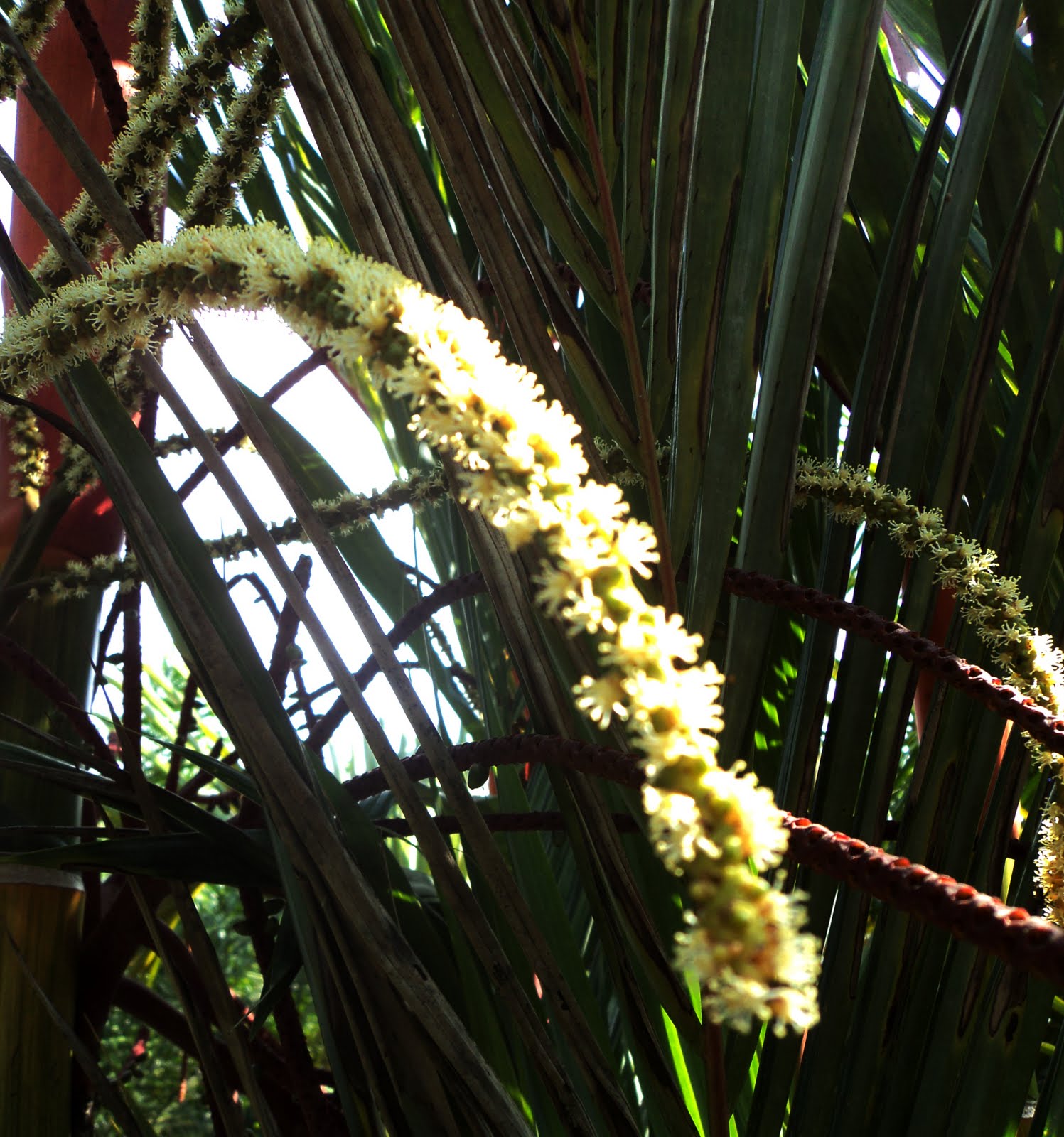 Cyrtostachys renda | Native plants Garden