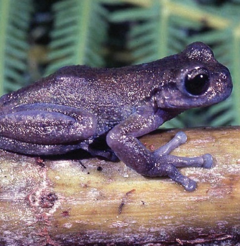 Species New to Science: [Herpetology • 2017] Plectrohyla calvata • A ...