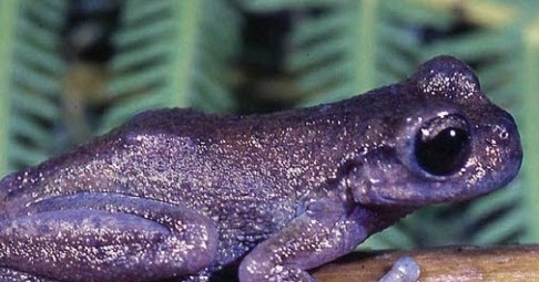 Species New to Science: [Herpetology • 2017] Plectrohyla calvata • A ...