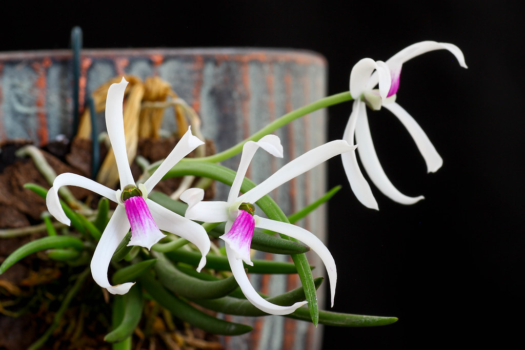 Leptotes bicolor care and culture | Travaldo's blog