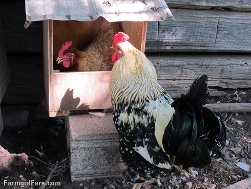 Farmgirl Fare: Wordless Wednesday Dose of Chicken Cute