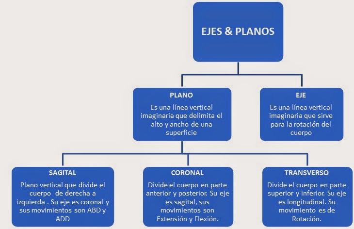 BIOMECANICA - PLANOS Y EJES: EJES Y PLANOS DEL CUERPO HUMANO
