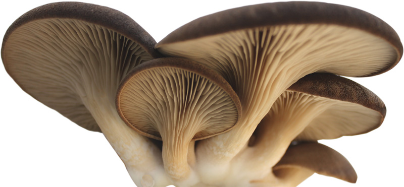 Turismo Abaurrea: La Seta de Cardo