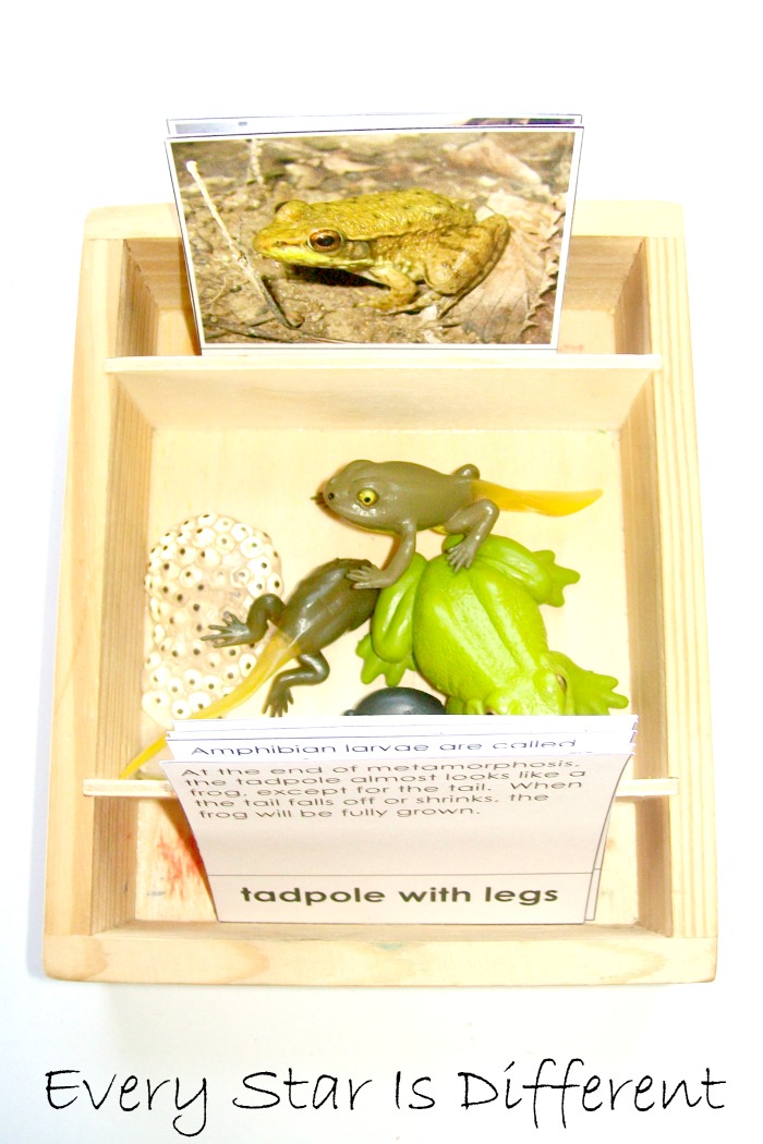 Montessori-inspired Amphibian Activities with Free Printables - Every ...