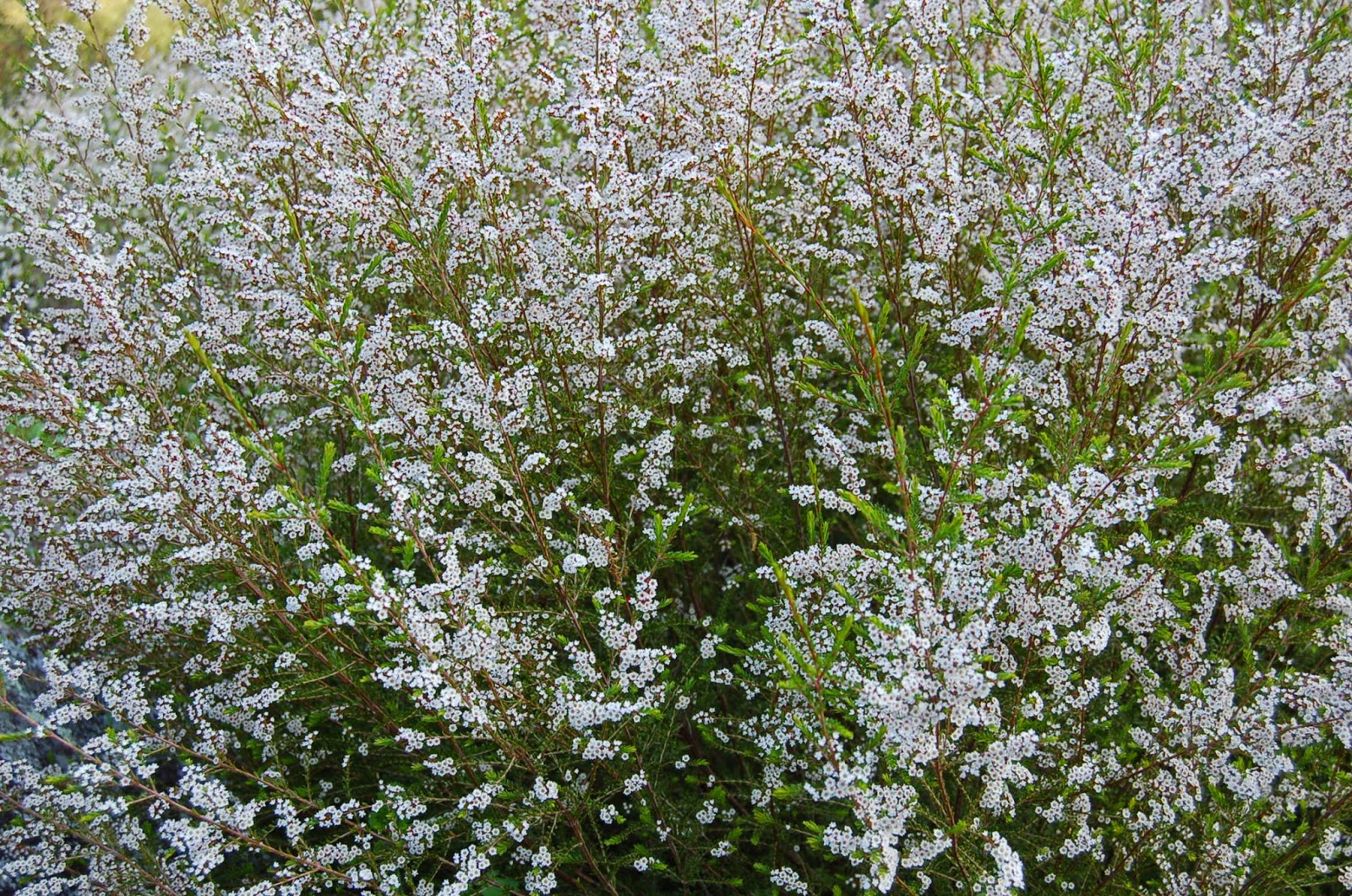 A Passion for Flowers: January 2015