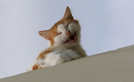 The Presurfer: Tickling Rats And Giggling Dolphins: Do Animals Have A ...