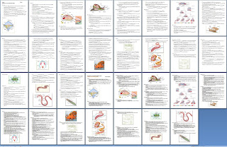 The Lesson Guide: Animal Kingdom Mollusks and Annelids Unit Bundle - 8 ...