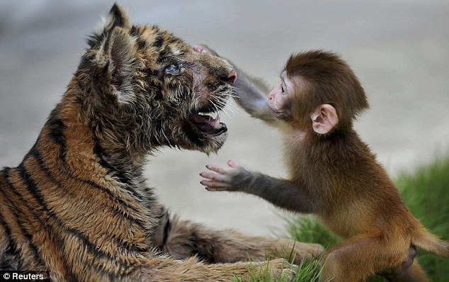 Cempaka Nature, Agriculture and Environment: Heartwarming pictures of ...