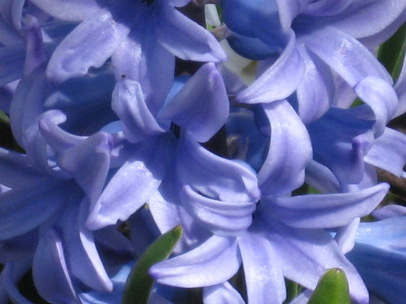 Hyacinthus orientalis - zambila