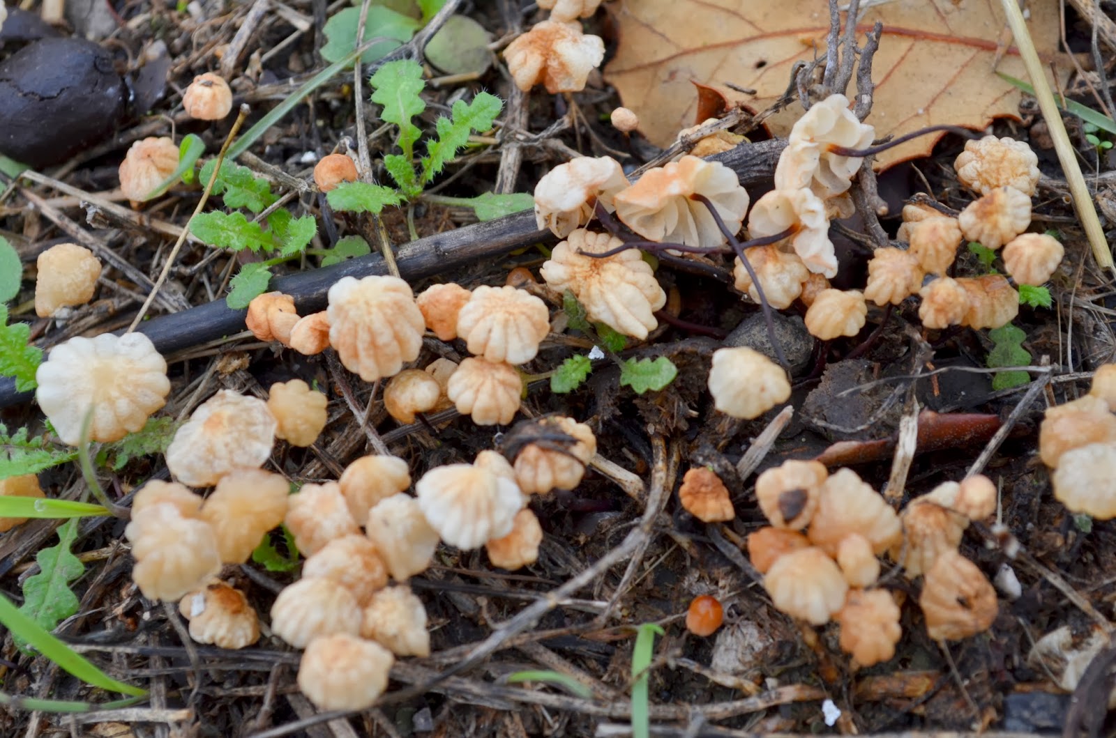 Setas Extremadura : Marasmius Anomalus