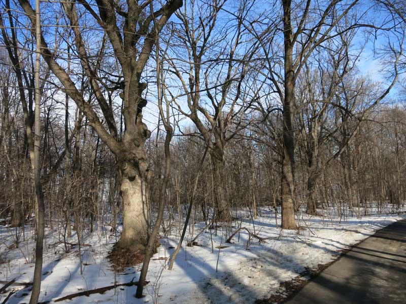 Tom's Blog: A savanna relic: Open-grown oaks at Madison, Wisconsin's ...