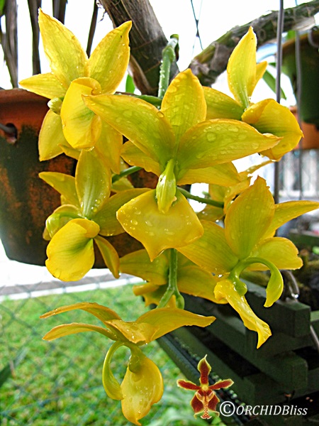ORCHIDBliss: Cycnoches Taiwan Gold